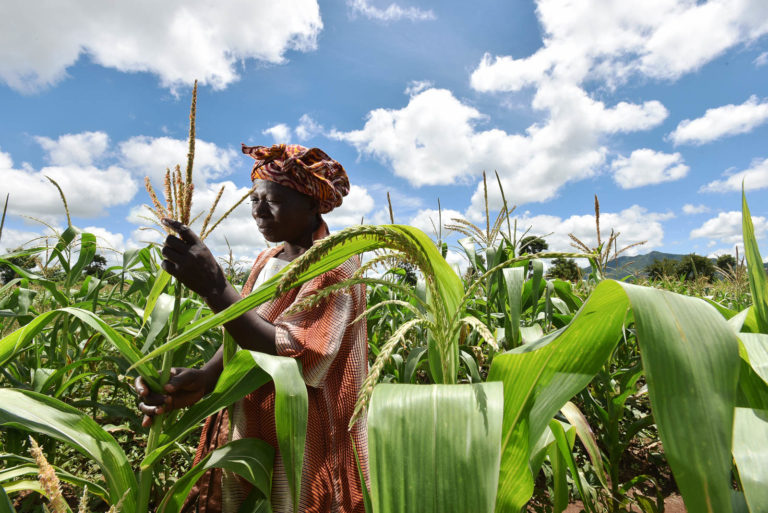 Plan Vivo Foundation — Trafigura Foundation