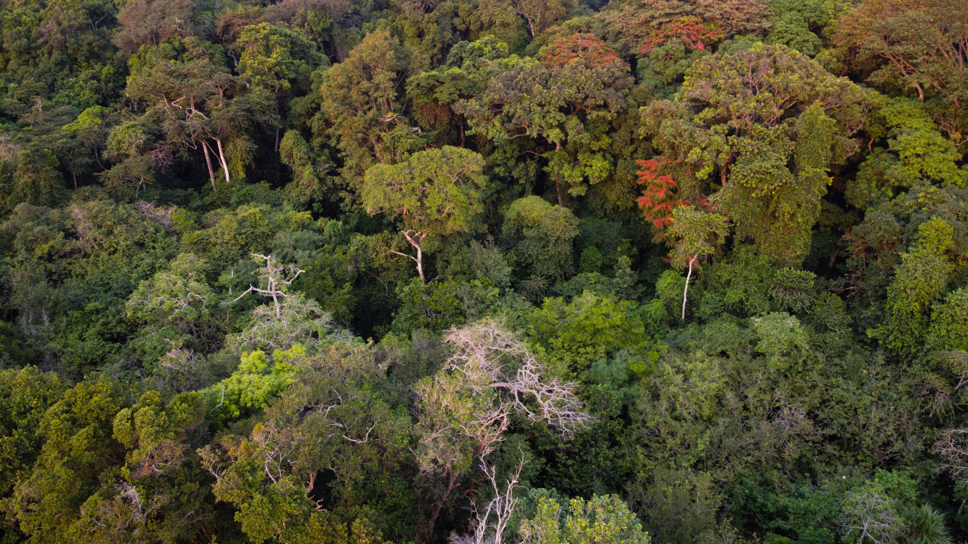 The Nature Conservancy Partnership | Trafigura Foundation